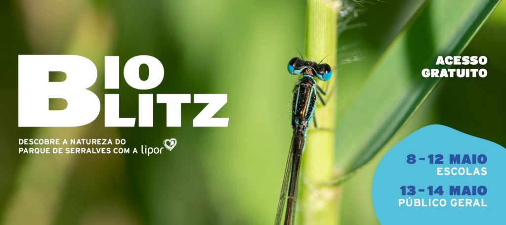 Está de volta o BioBlitz a Serralves para dar a conhecer a flora e a fauna